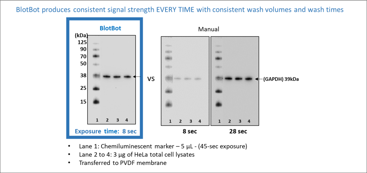 Automated Blot Processor - BlotBot - Next Advance - Lab Instruments