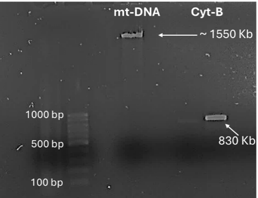 Blog - Streamlined Organelle Isolation Using the Bullet Blender Tissue ...