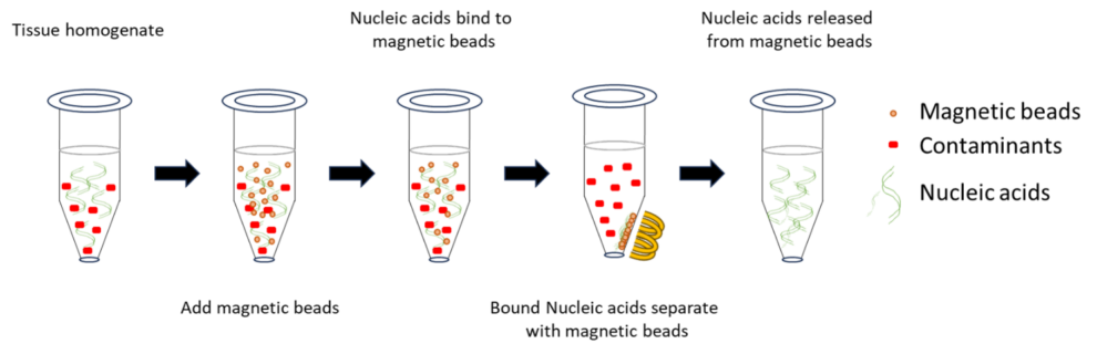Extraction Technology Using Magnetic Beads - Next Advance - Laboratory ...