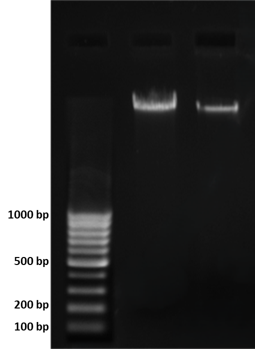 Blog - Streamlined Organelle Isolation Using the Bullet Blender Tissue ...